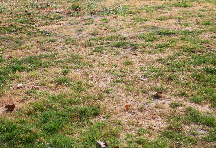 Summer Lawn Troubles? How Heat Is Draining Your Yard’s Health